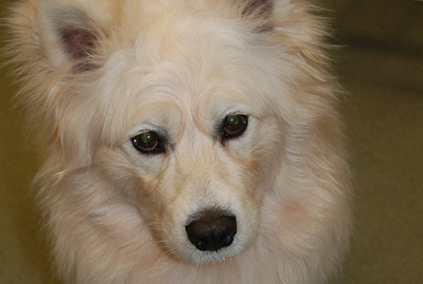 The Use of Ciclosporin in Sebaceous Adenitis