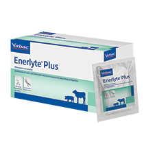 Enerlyte Plus