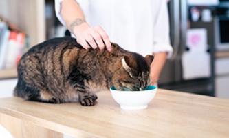VETERINARY HPM® Lifestage Range