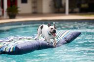 Trilotab®, the First Chewable, Flavoured & Divisible Trilostane Tablet ...