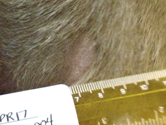 STELFONTA - how to use